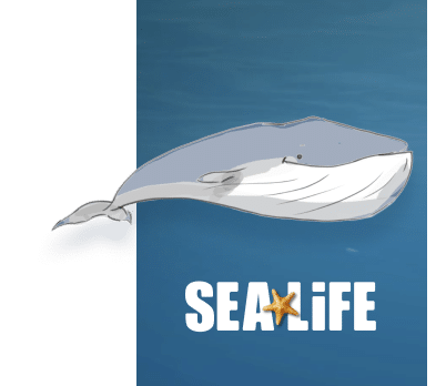 Promotional Videos | Enchant Your Audience | Dragonfly